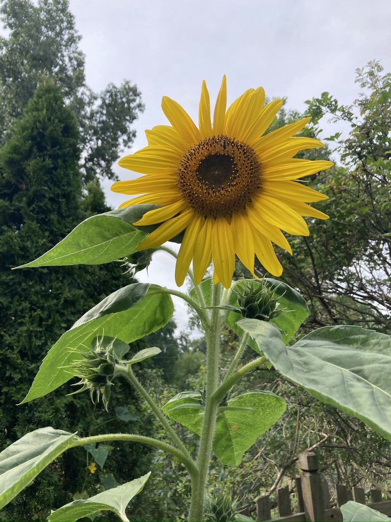 Wildlife Corner | Junior Gardener